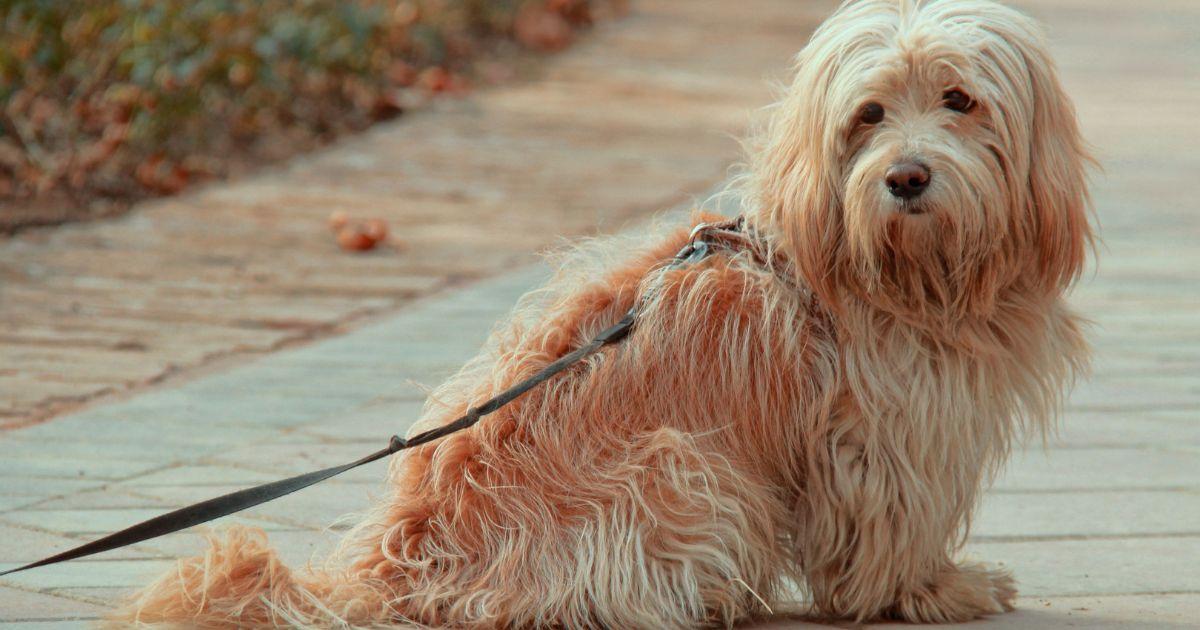 In-Home Dog Sitters in Charlotte|Overnight Pet Care